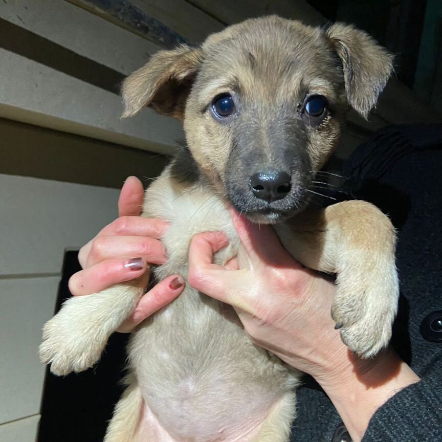 Собака в добрые руки