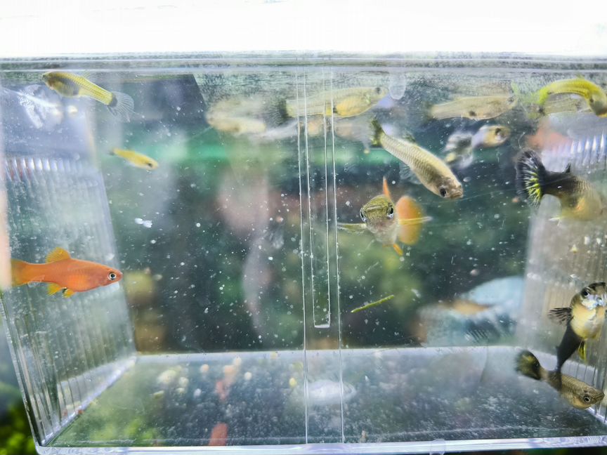 Аквариумные рыбки гуппи