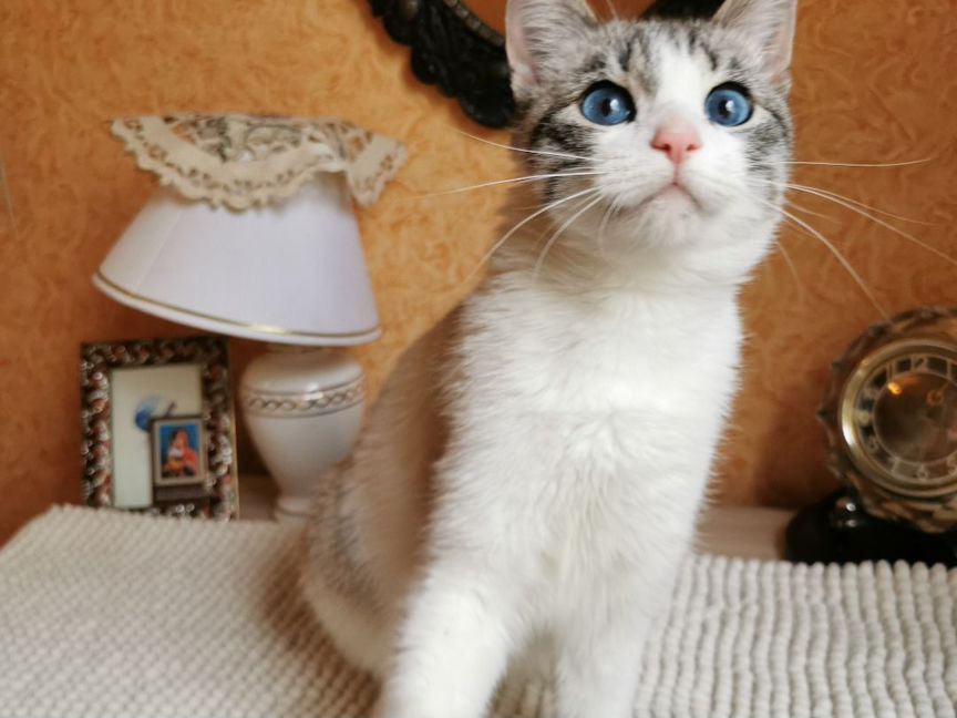 Добрый котик Нильс ищет дом