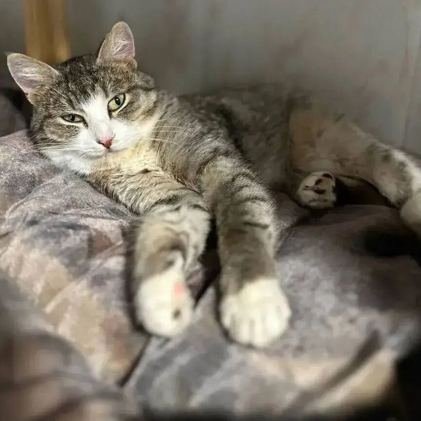 Взрослая, кошка в добрые руки