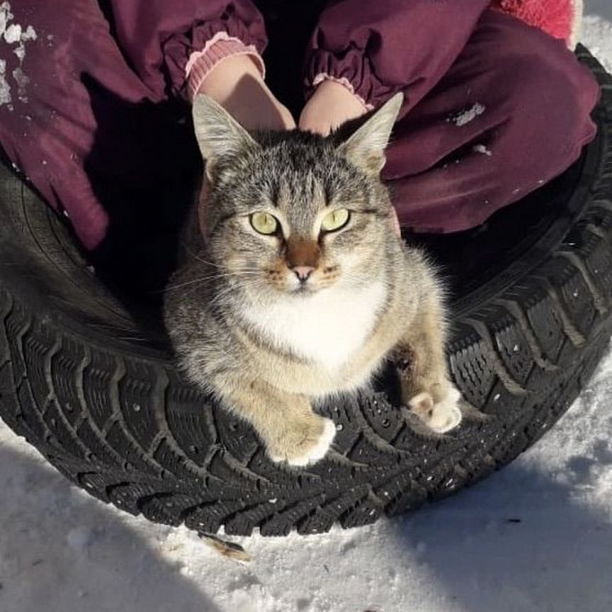 Кошка живет на улице под машинами