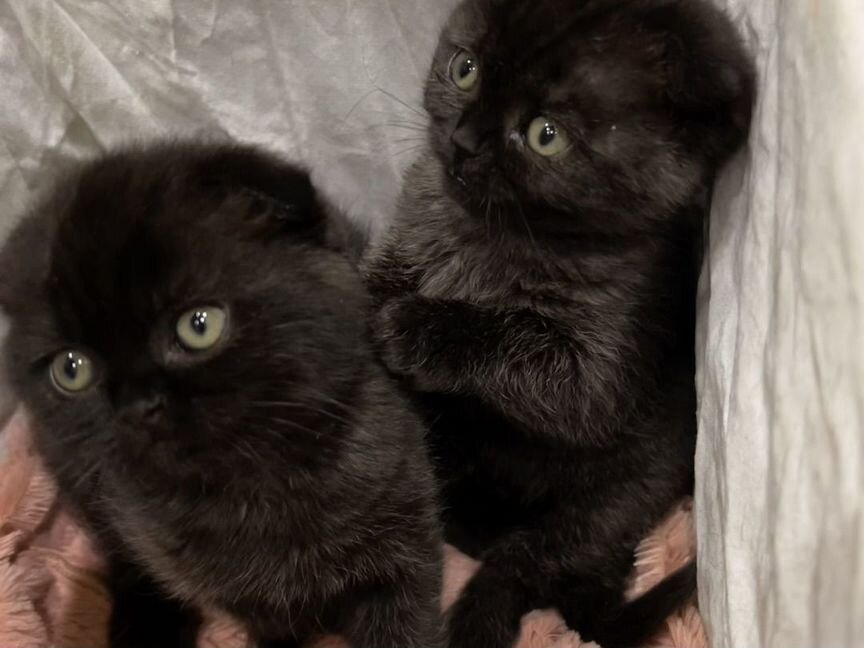 Шотландская вислоухая