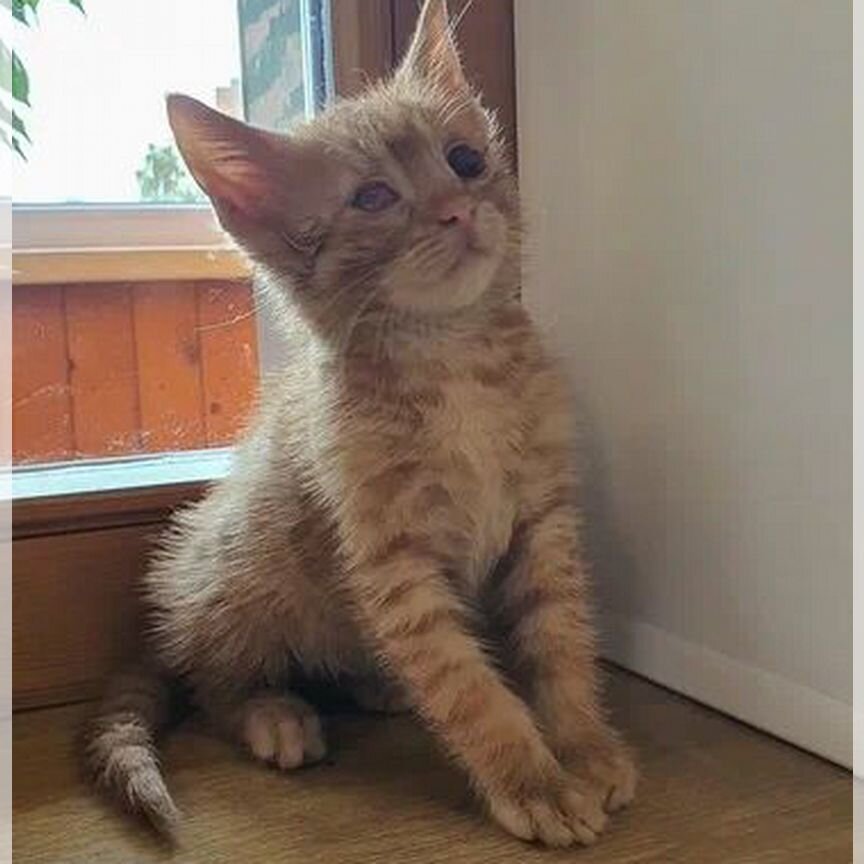 Котик ищет дом
