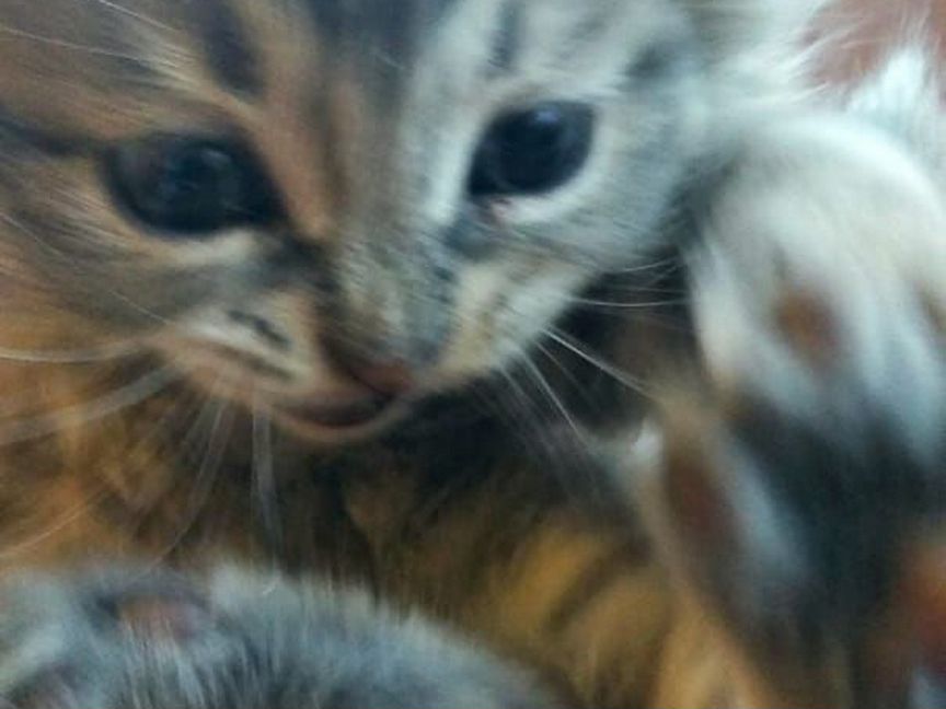 Котята в добрые руки бесплатно