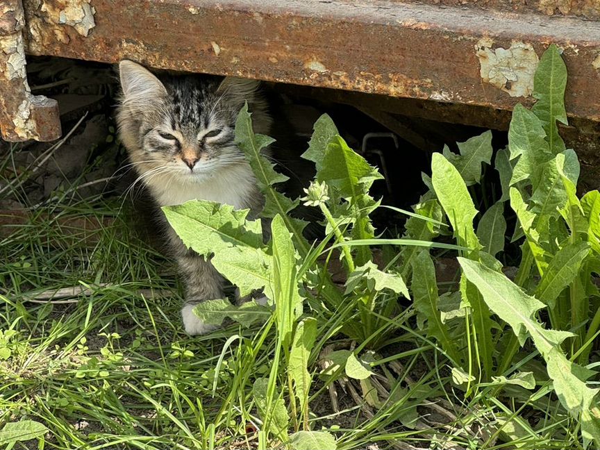 Найден котенок,девочка