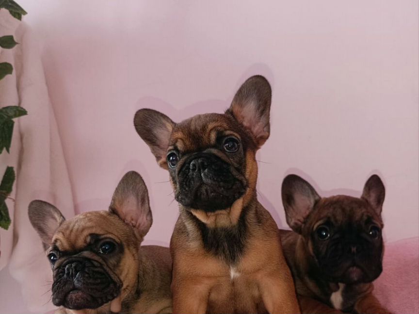 Французский бульдог