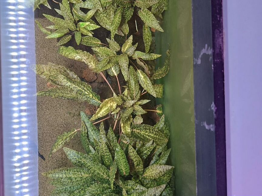 Аквариумные растения