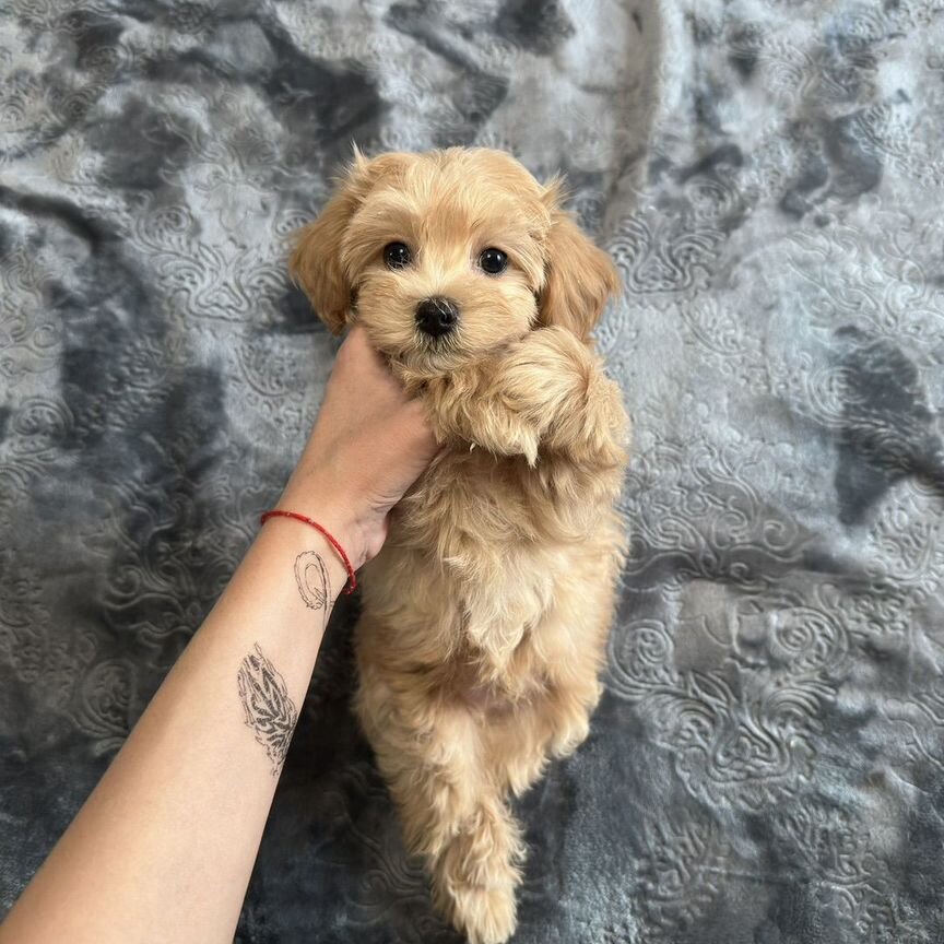 Мальтипу f1 мини