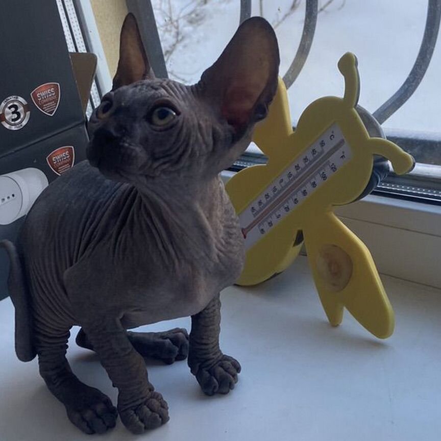 Канадский сфинкс котёнок