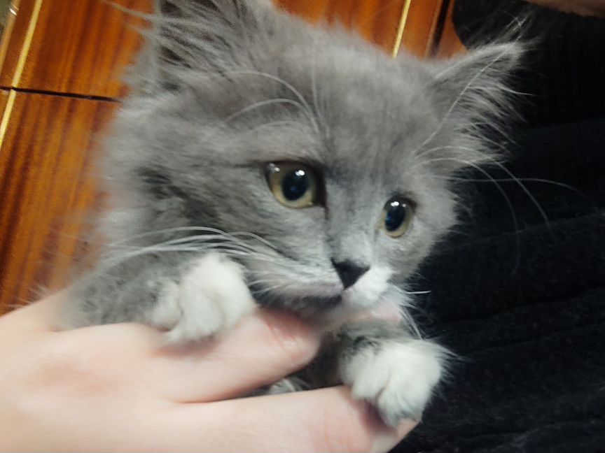 Кошечка в добрые руки
