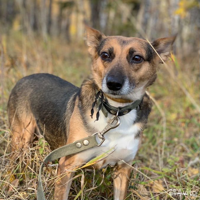 Маленькая собачка Макс в добрые руки