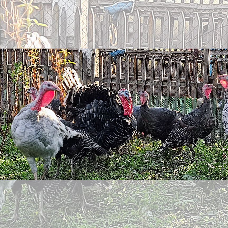 Индюки на племя.Чистокровные