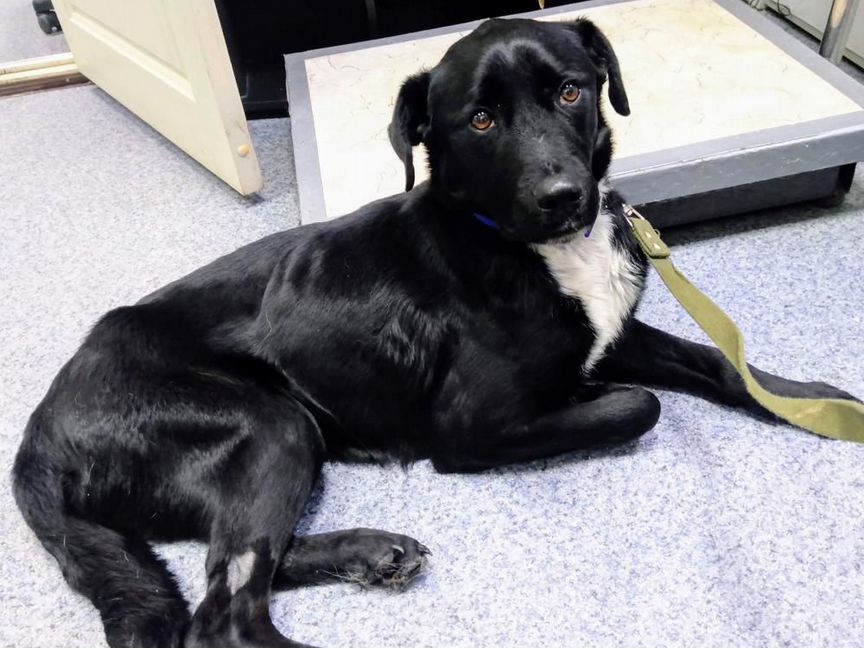 Очаровательная Асоль ищет дом