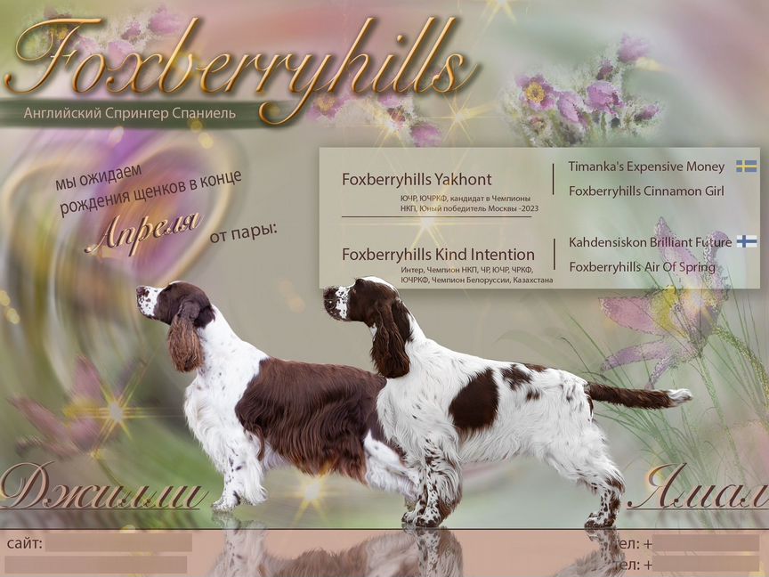 Английский спрингер спаниель