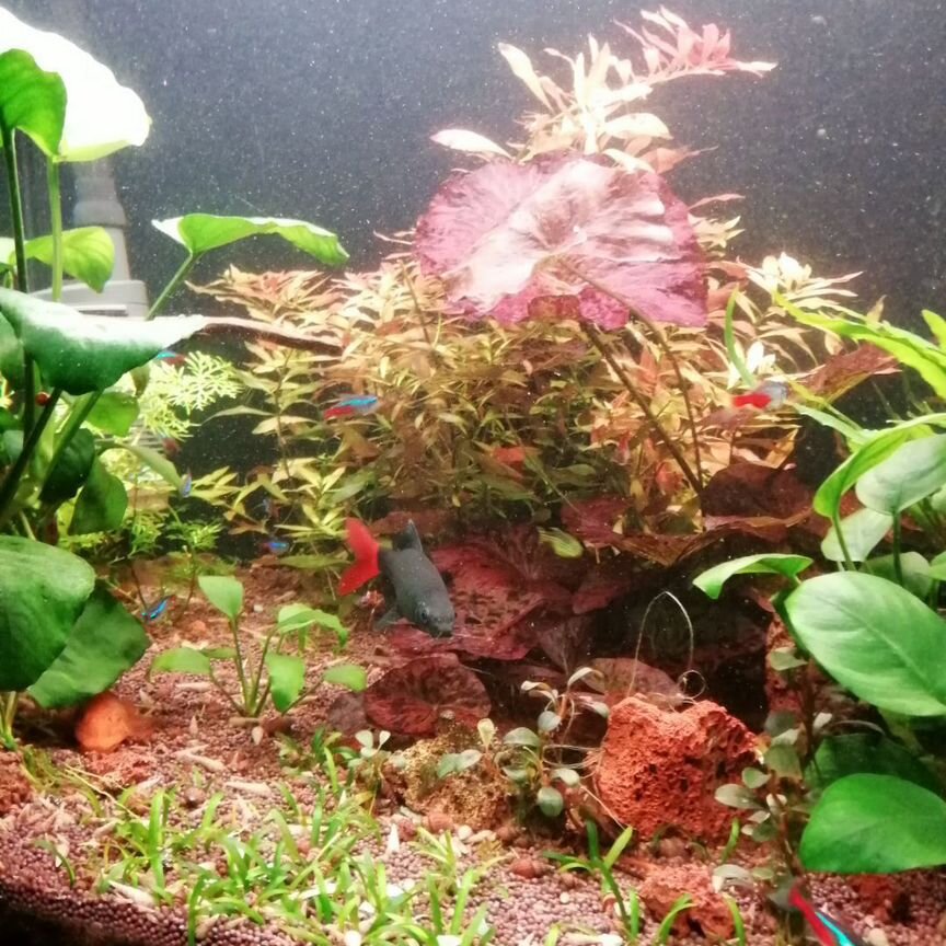 Рыбка для аквариума