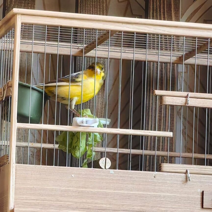 Русская канарейка овсяночного напева