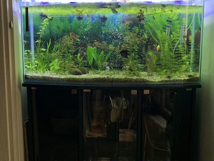 Большой панорамный аквариум 190л