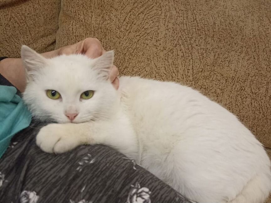 Турецкая ангора девочка 8 мес стерилизована