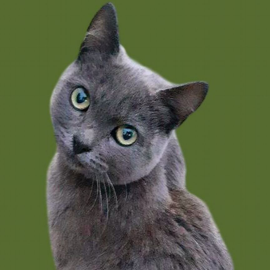 Взрослая, кошка в добрые руки