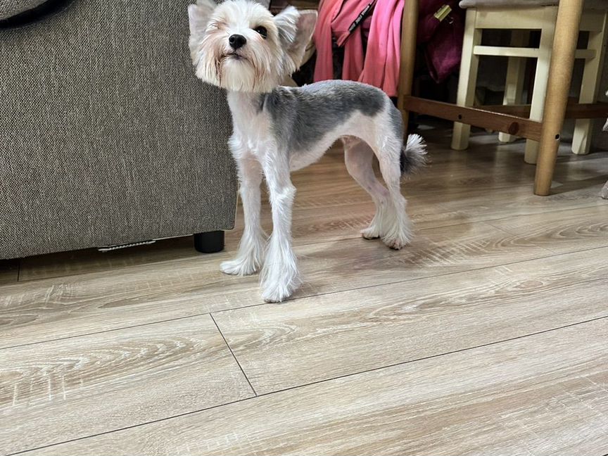 Собака в добрые руки биверйорк