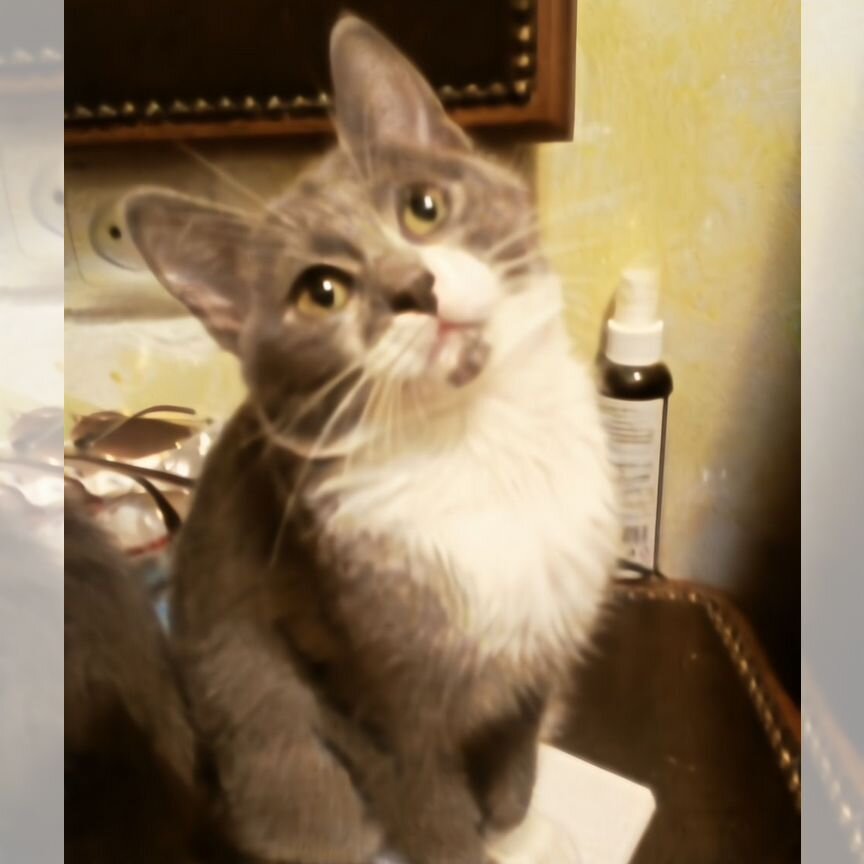 Котенок в добрые руки