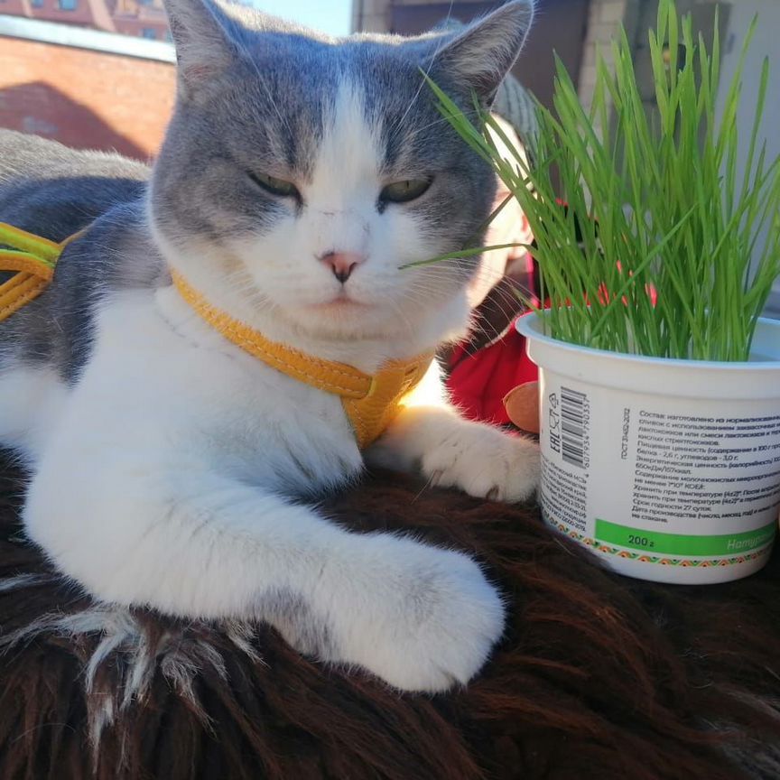 Ласковая Ляля для добрых людей