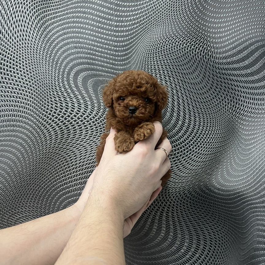 Той-пудель Red Brown