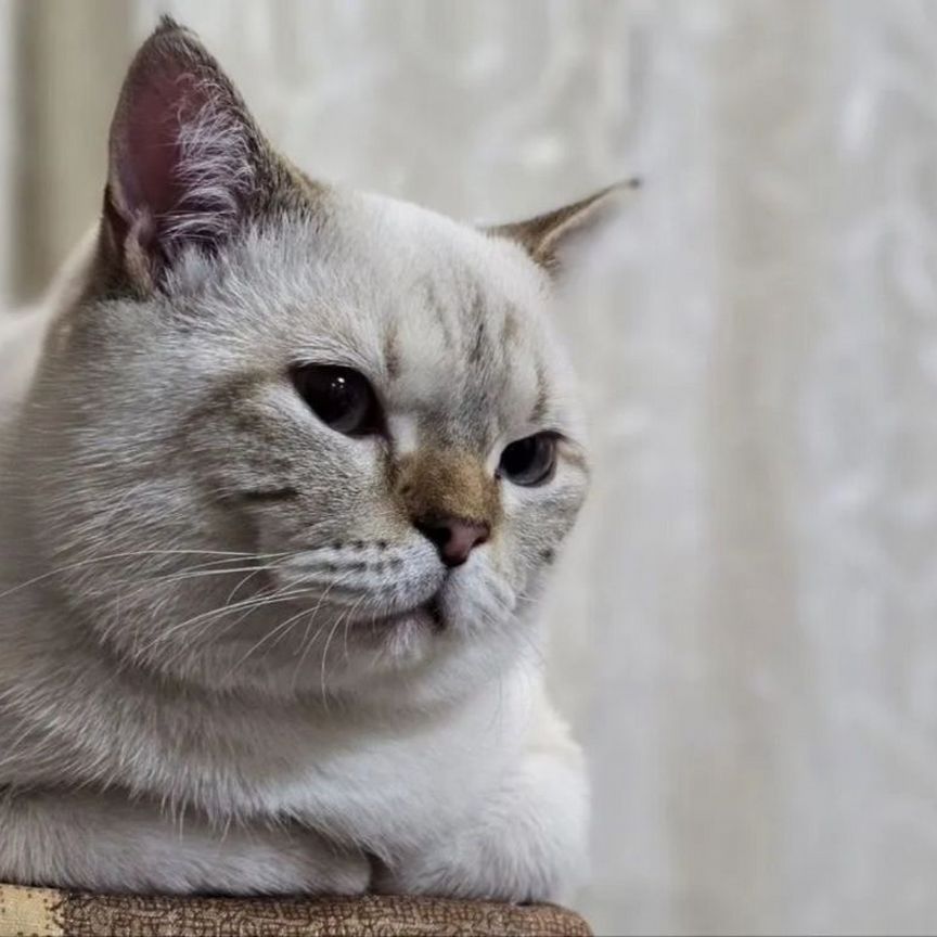 Белый кот возможно британец