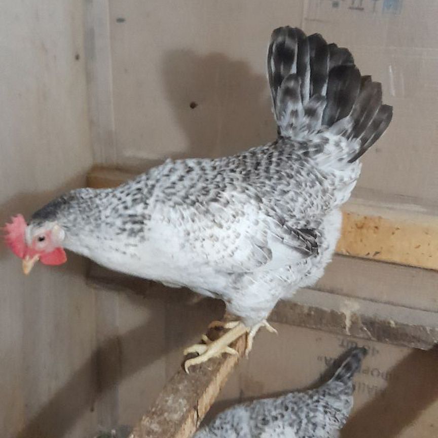 Семья кур Борковско- борвистая