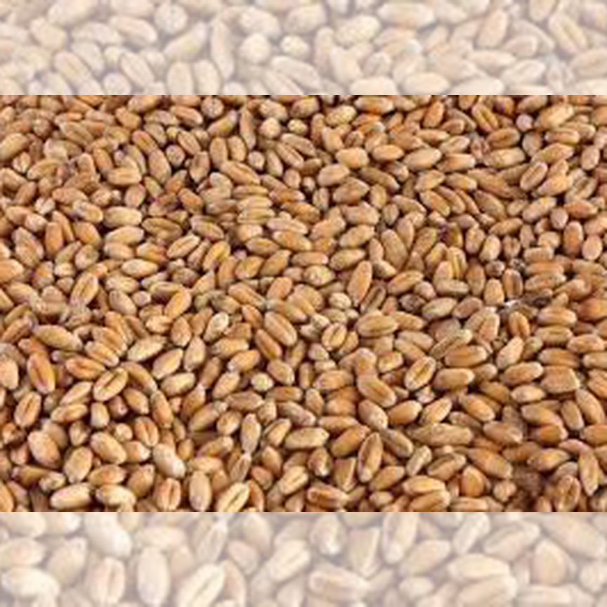 Зерно-пшеница