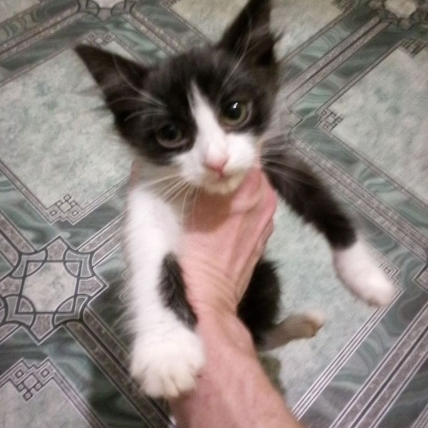Котёнок в добрые руки
