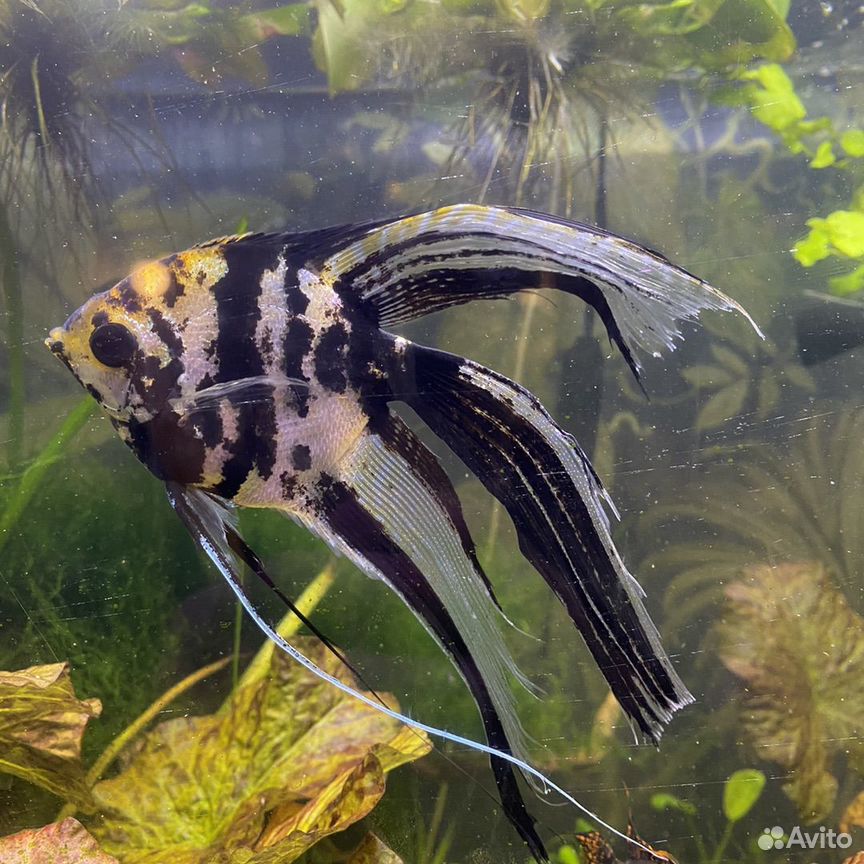 Скалярия мраморная вуалевая