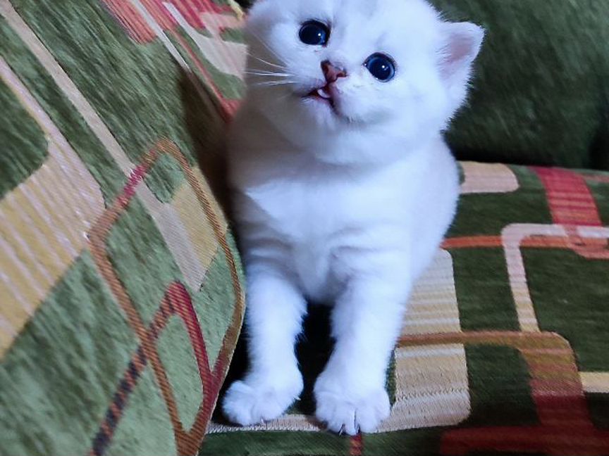 Шотландская шиншилла