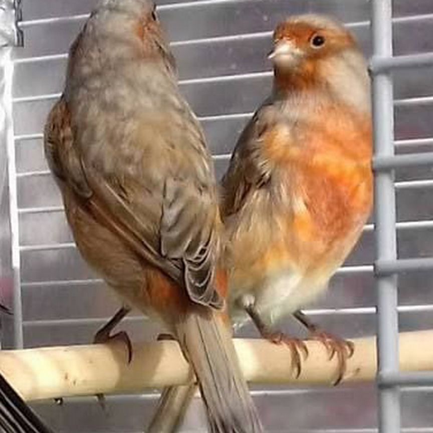 Канарейки овсяночного напева