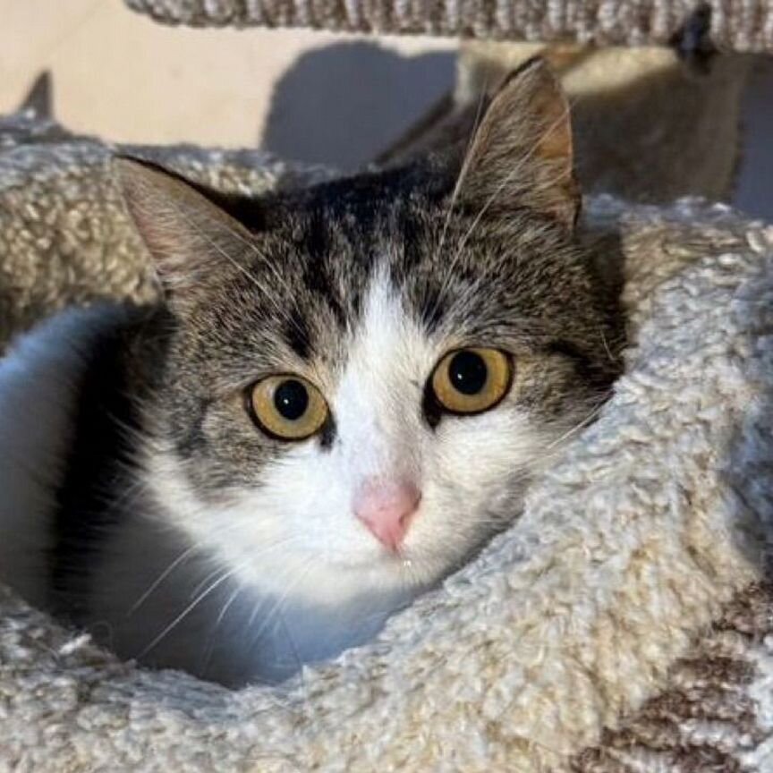 Взрослая кошка в добрые руки