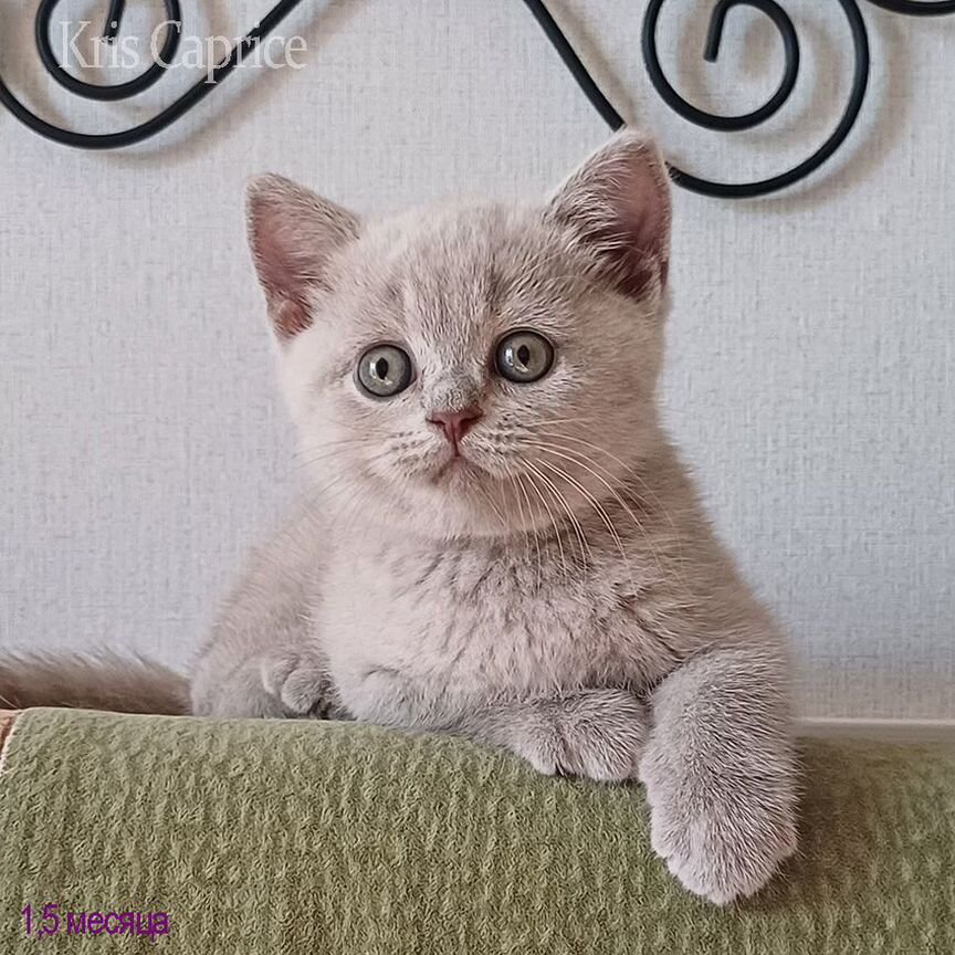 Британская кошечка - само совершенство 1,5 месяца