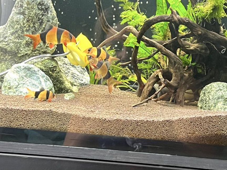 Боция клоун