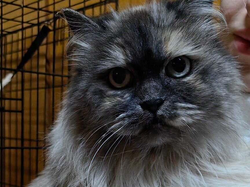 Персидская кошка усыпление