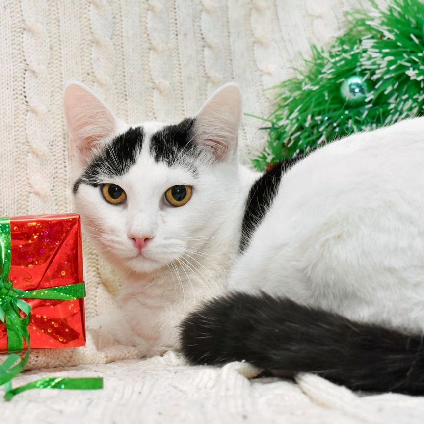 Котенок подросток