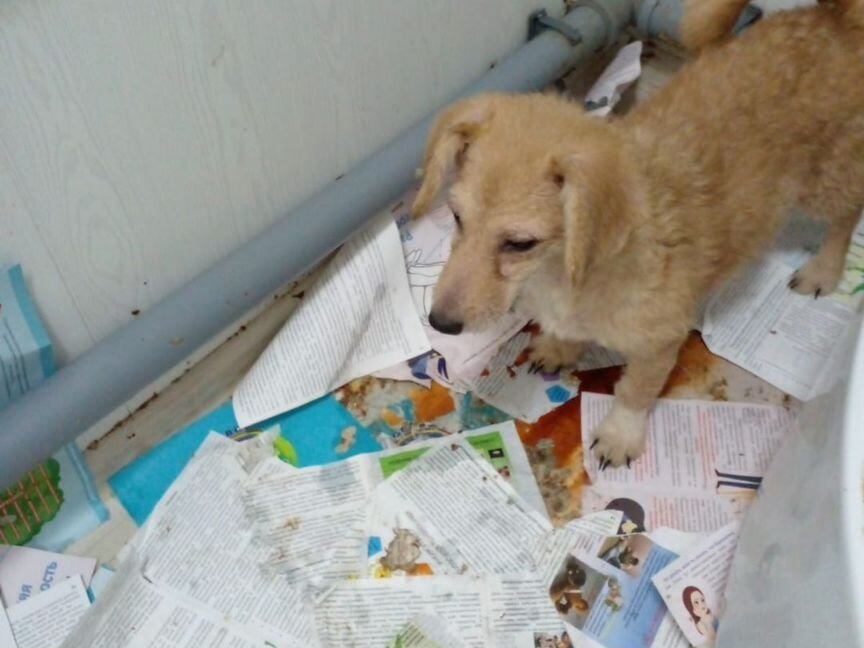 Продаются щенки от домашней собаки