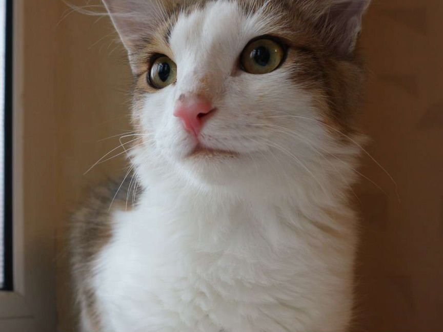 Котенок-подросток Добби., 6 месяцев
