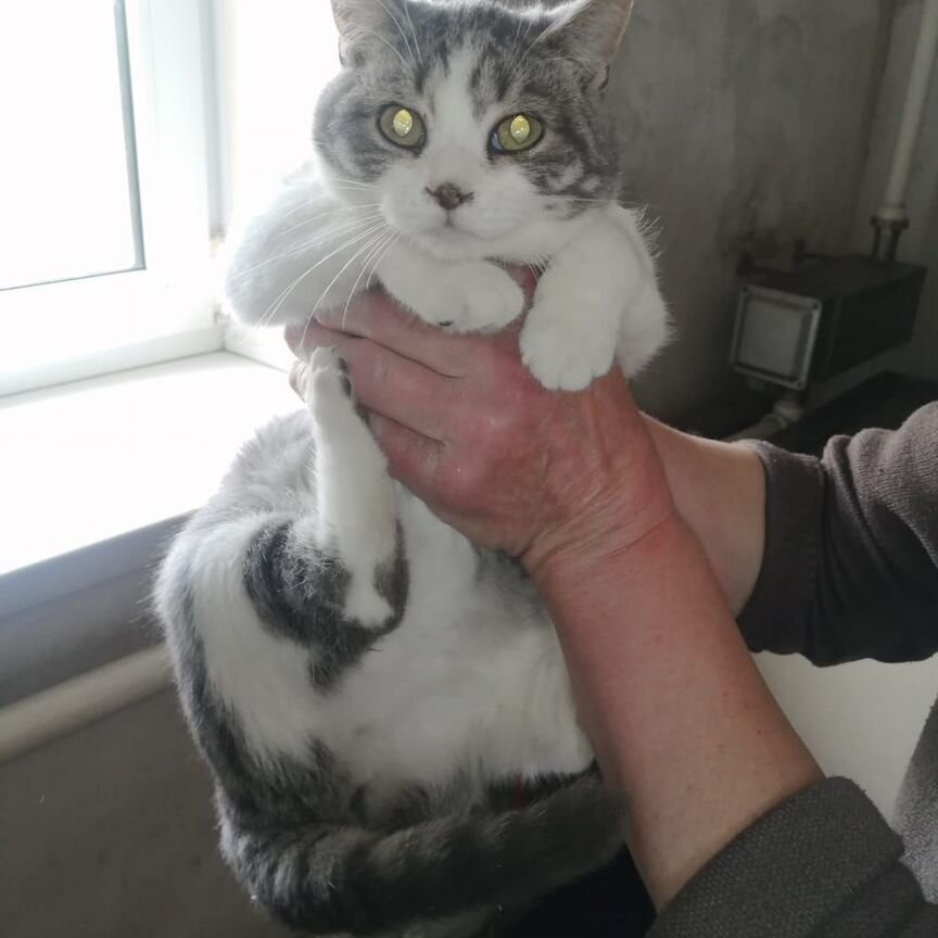 Отдаю котят