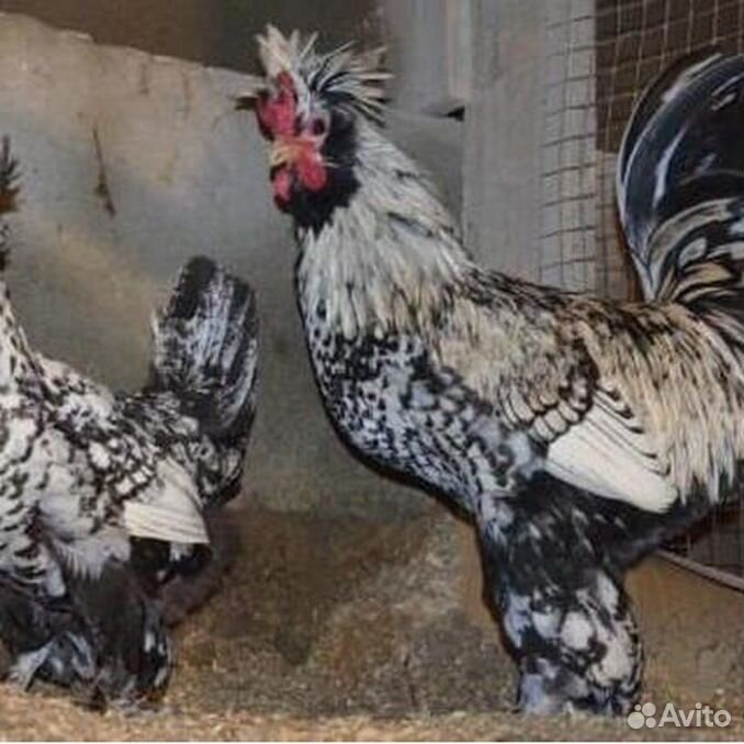 Элитные породы кур для украшения двора