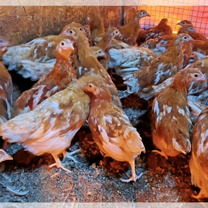 Курочки молодки