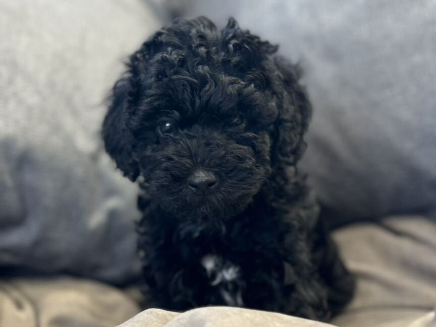 Той-пудель тикап мальчик