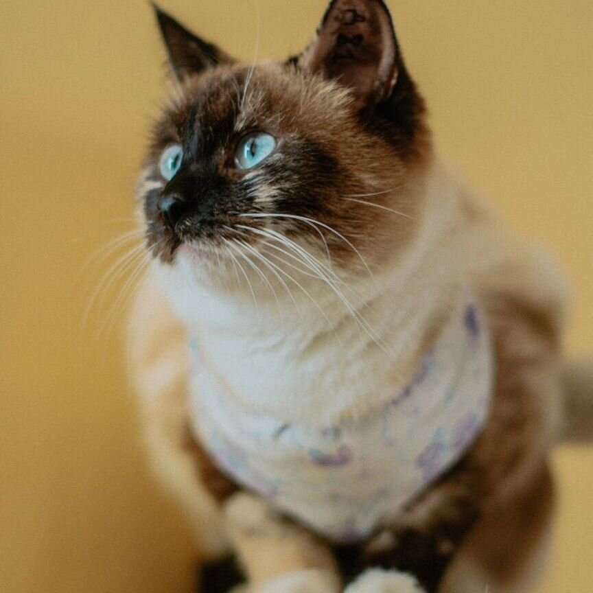 Кошка