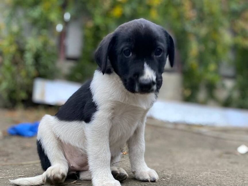 Бездомный Щенок в самые добрые руки