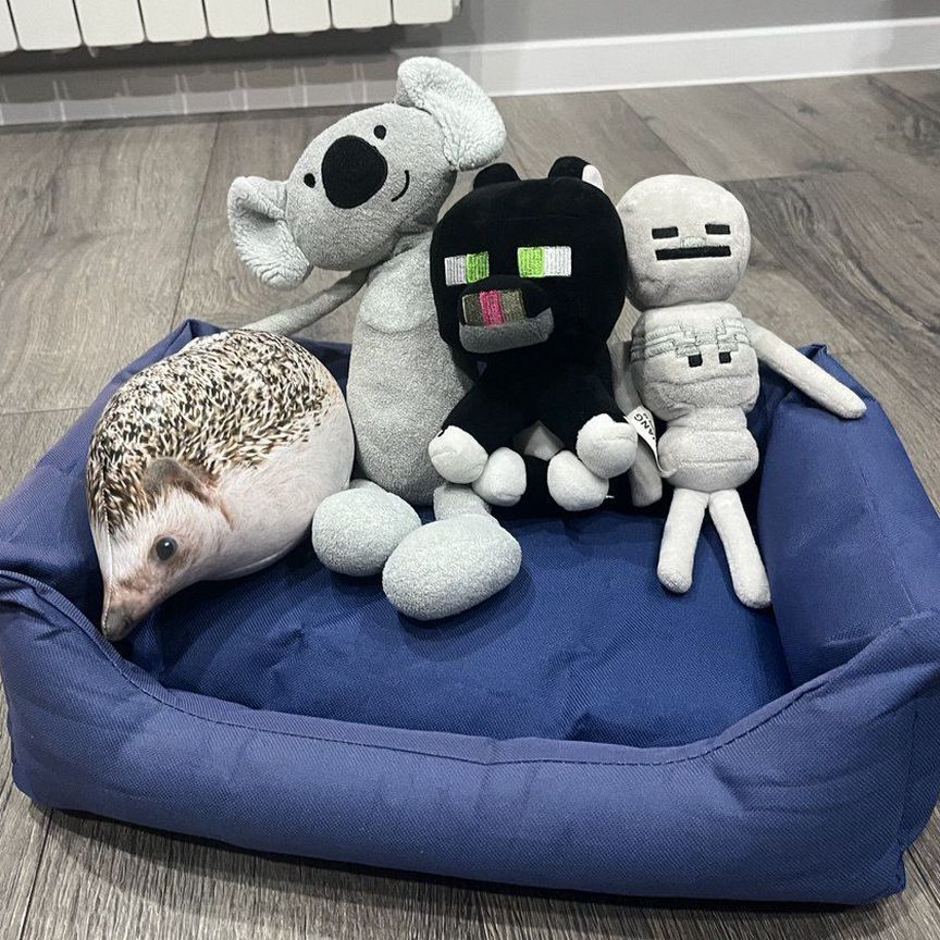 Лежанка для кошек