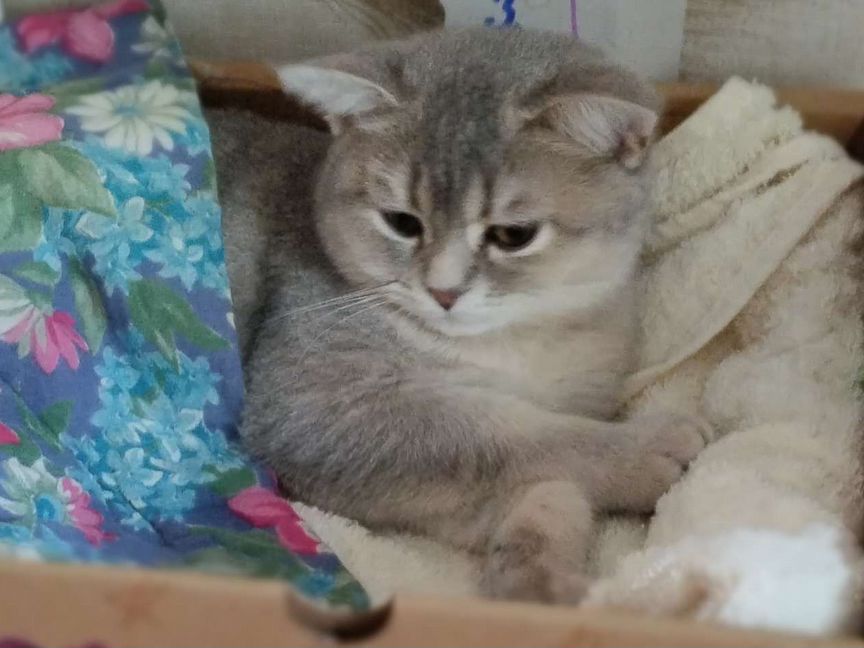 Кошка ласковая шотланка