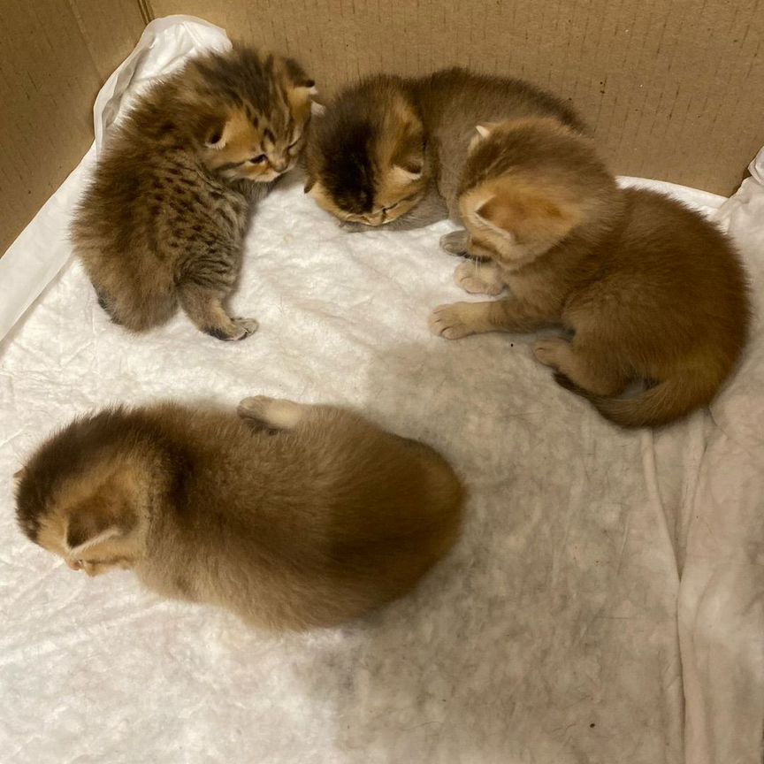 Шотландские котята